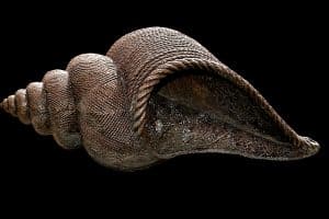 Conch Shell Meaning and Symbolism (Confusion & Harmony)