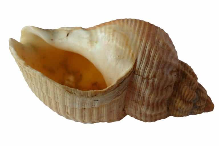 Conch Shell Meaning and Symbolism (Confusion & Harmony)