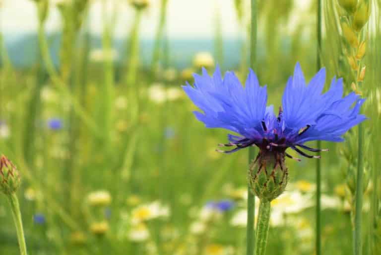 Cornflower Symbolism & Flower Meaning (Patience & Romance)