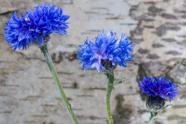 Cornflower Symbolism & Flower Meaning (Patience & Romance)