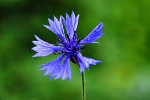 Cornflower Symbolism & Flower Meaning (Patience & Romance)