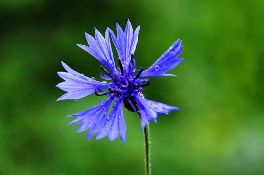 Cornflower Symbolism & Flower Meaning (Patience & Romance)