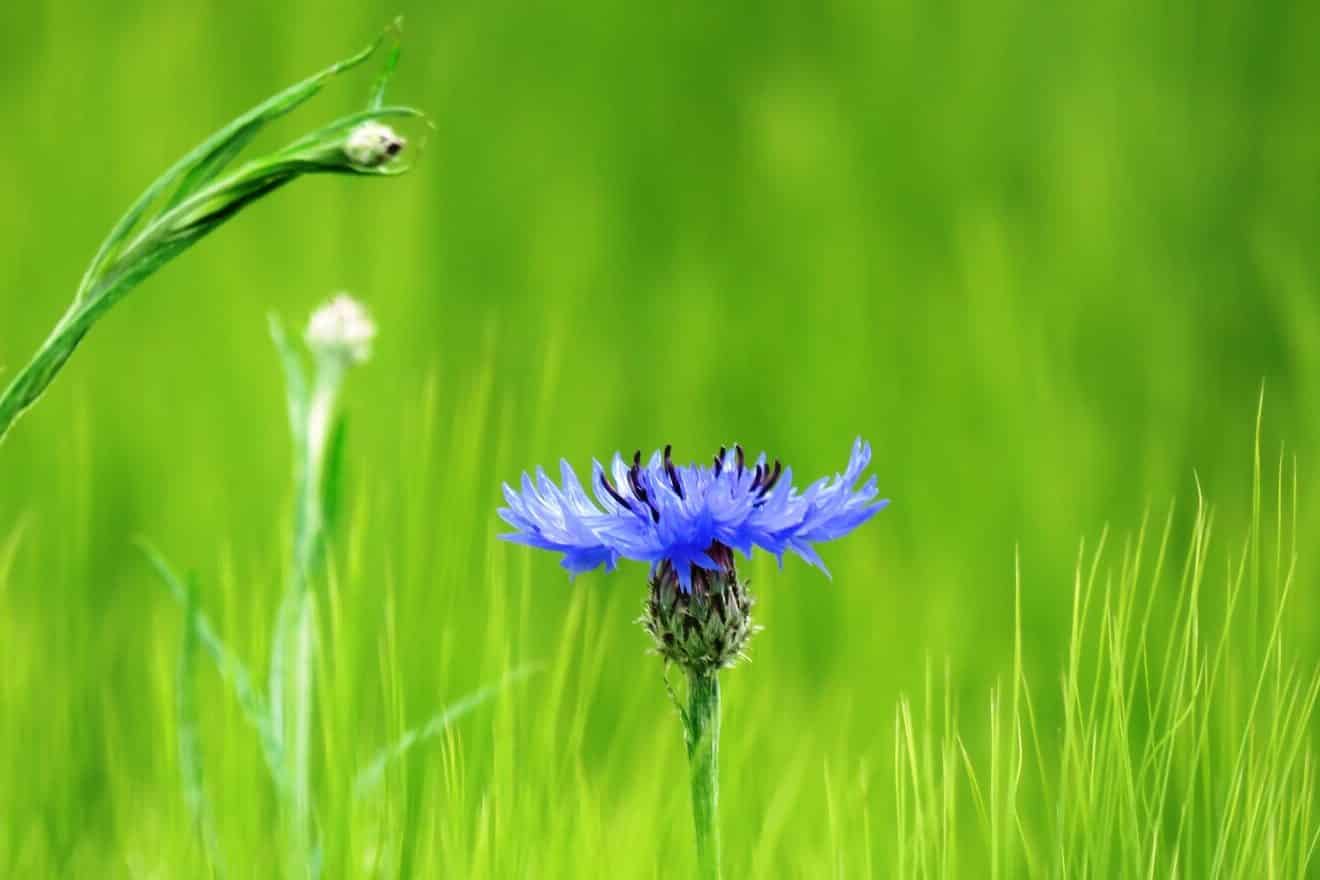 Cornflower Symbolism & Flower Meaning (Patience & Romance)