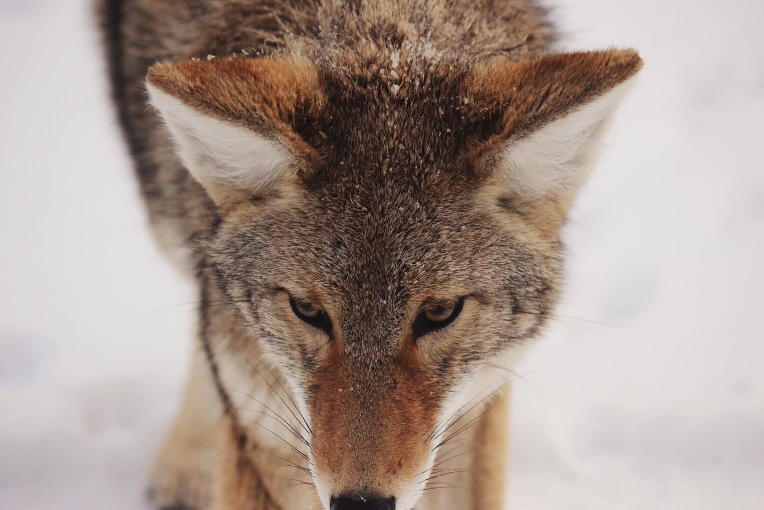 Coyote Symbolism (Black & White Colors) - Playfulness, Trickery