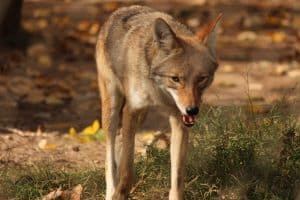 9 Animals That Symbolize Happiness (A to Z List)