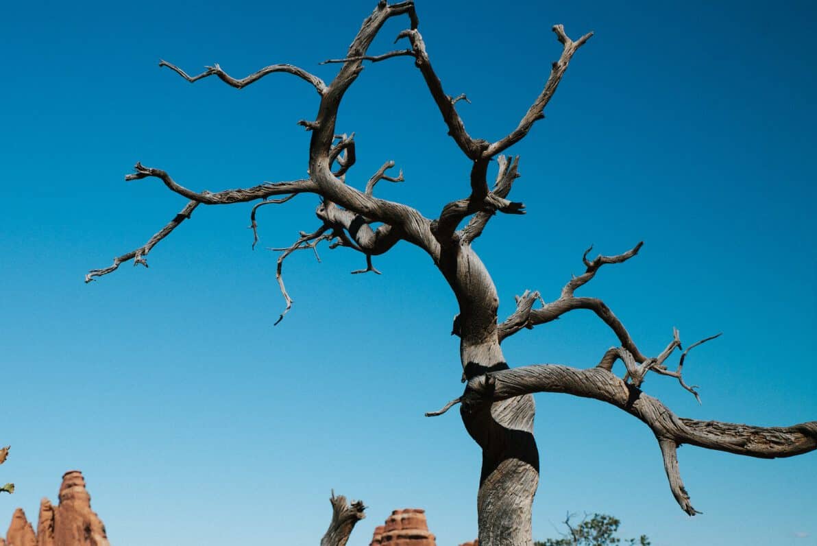 Dreaming of a Dead Tree Symbolism and Meaning (Death & End)