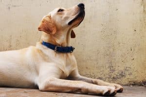 24 Dog Metaphors, Similes and Idioms that Pop! (2023)