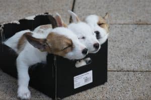 24 Dog Metaphors, Similes and Idioms that Pop! (2023)