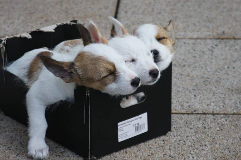 24 Dog Metaphors, Similes and Idioms that Pop! (2023)