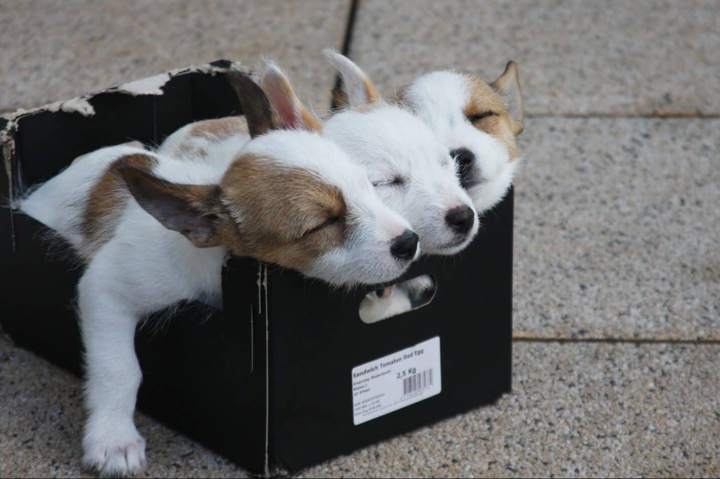 24 Dog Metaphors, Similes and Idioms that Pop! (2022)