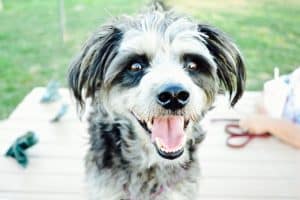 24 Dog Metaphors, Similes and Idioms that Pop! (2023)