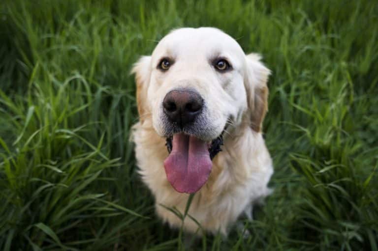 24 Dog Metaphors, Similes and Idioms that Pop! (2022)