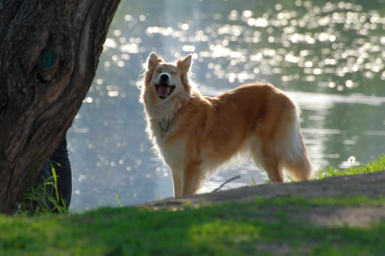 24 Dog Metaphors, Similes and Idioms that Pop! (2022)