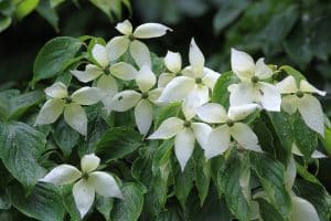 Dogwood Tree Meaning & Spiritual Symbolism (Youth & Peace)