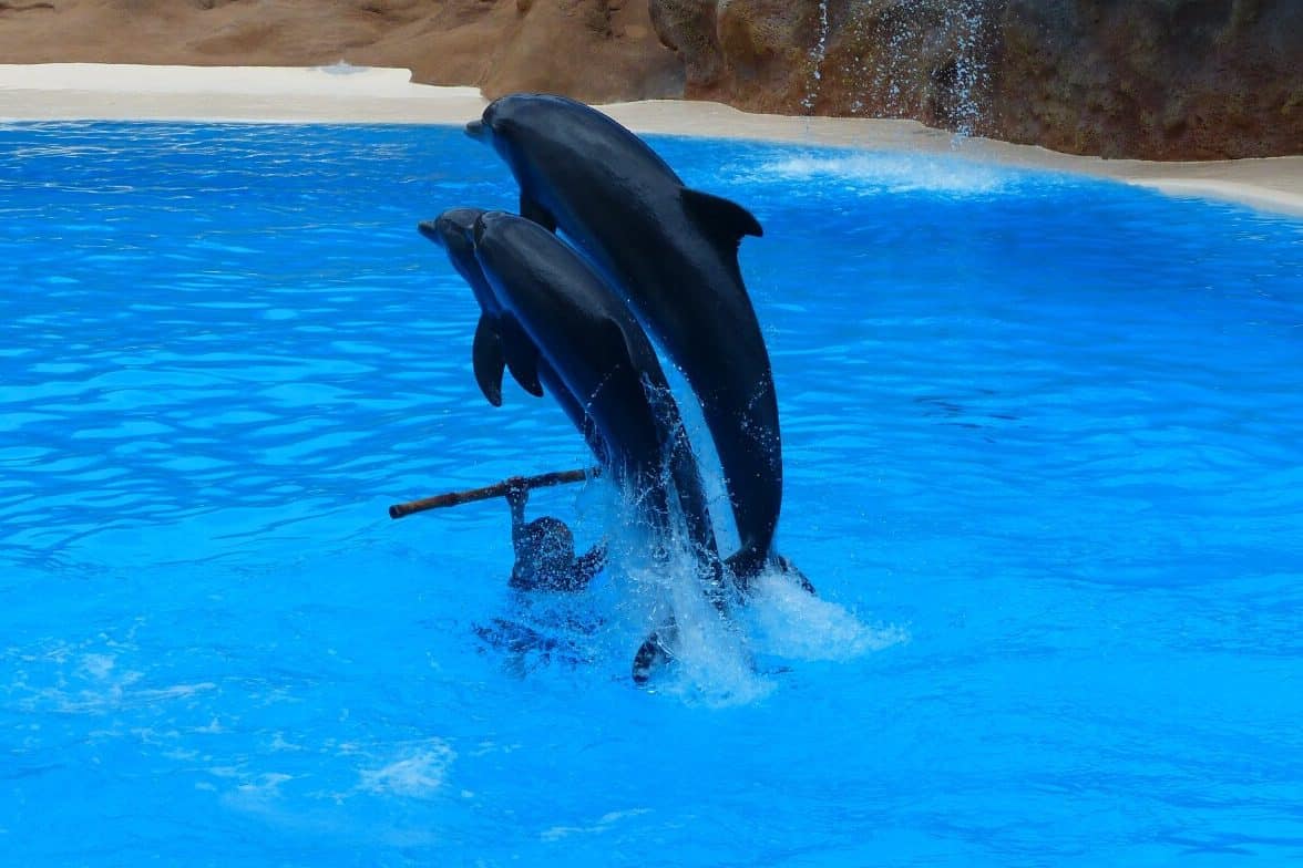 Dolphin Symbolism (7 Top Meanings) – Dreams & Spirit Animals