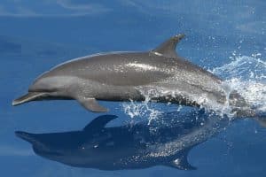 Dolphin Symbolism (7 Top Meanings) – Dreams & Spirit Animals