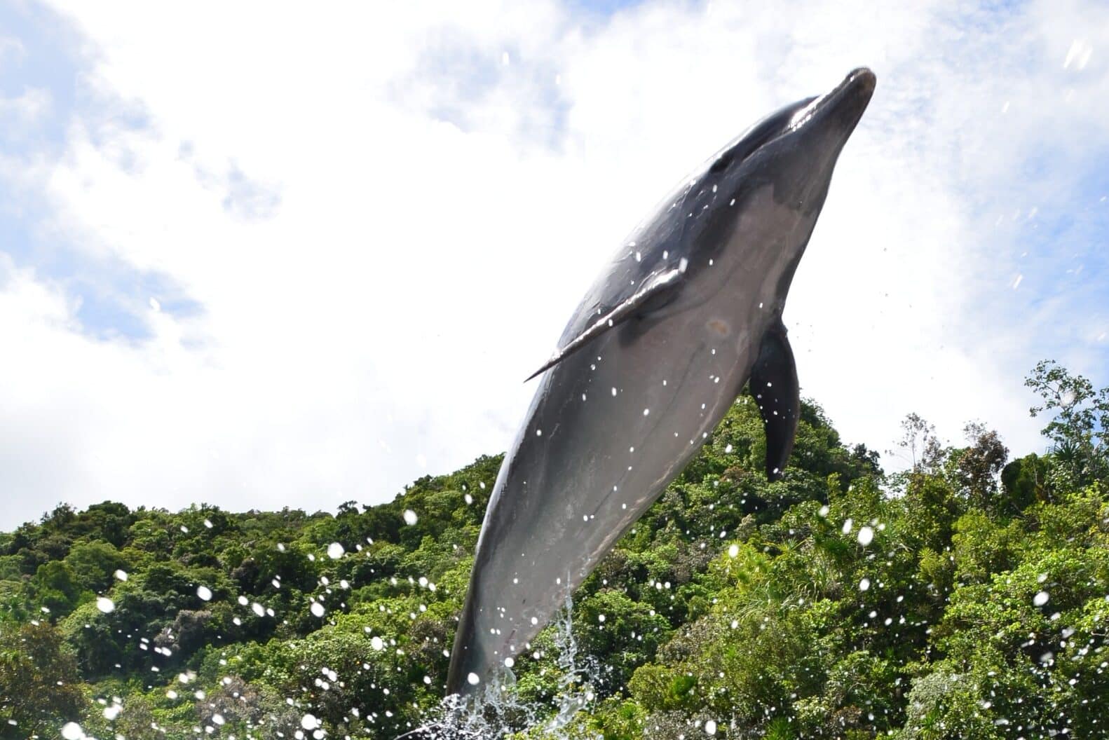 Dolphin Symbolism (7 Top Meanings) – Dreams & Spirit Animals