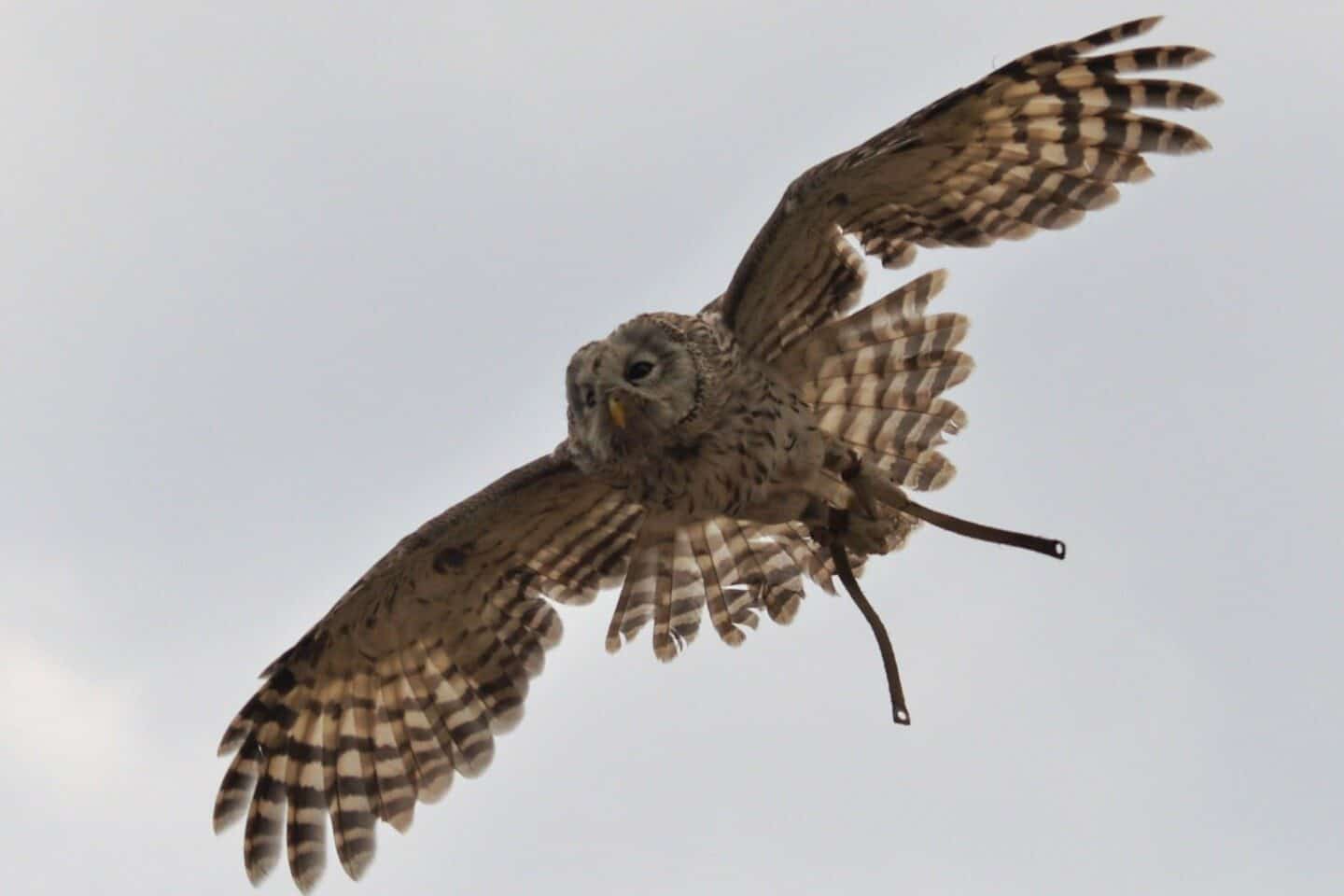 Falcon Symbolism (7 Surprising Meanings)