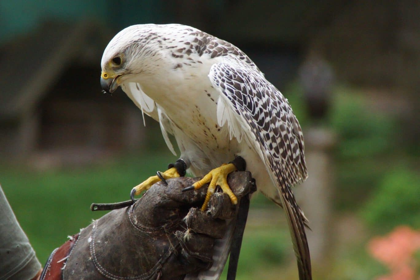 Falcon Symbolism (7 Surprising Meanings)