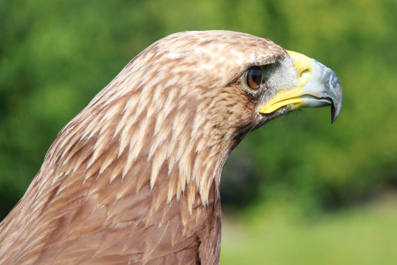 Falcon Symbolism (7 Surprising Meanings)