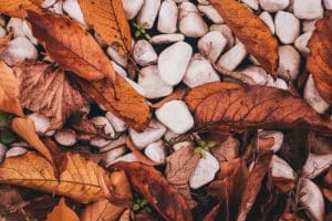 11 Best Fall Metaphors and Similes (aka Autumn)