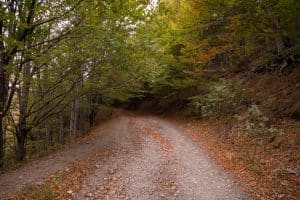 11 Best Fall Metaphors and Similes (aka Autumn)