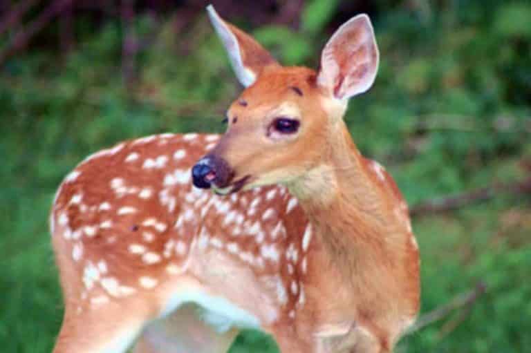 Fawn Symbolism in Dreams (Peace, Luck & New Beginnings)