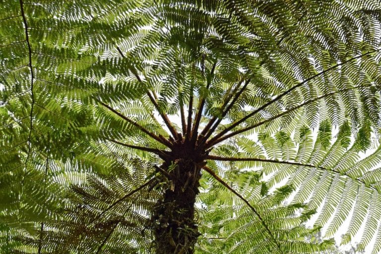 Fern Symbolism & Meaning (Invisibility & Fortune)