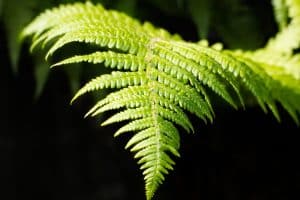 Fern Symbolism & Meaning (Invisibility & Fortune)