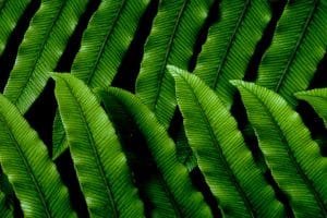 Fern Symbolism & Meaning (Invisibility & Fortune)