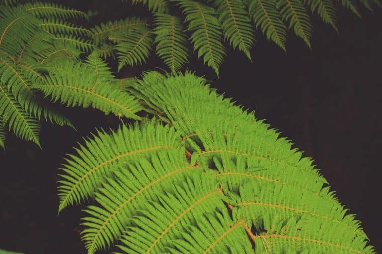 Fern Symbolism & Meaning (Invisibility & Fortune)