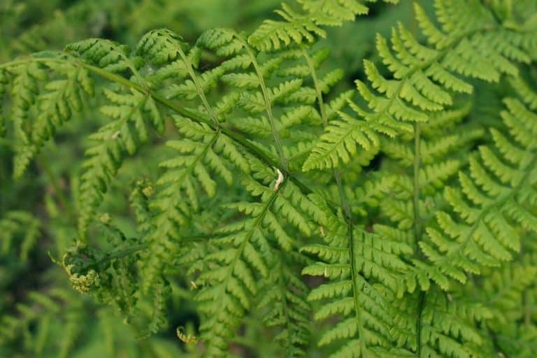 Fern Symbolism & Meaning (Invisibility & Fortune)