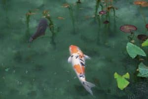 Dead Fish Meaning and Symbolism (Loss & Failure?)