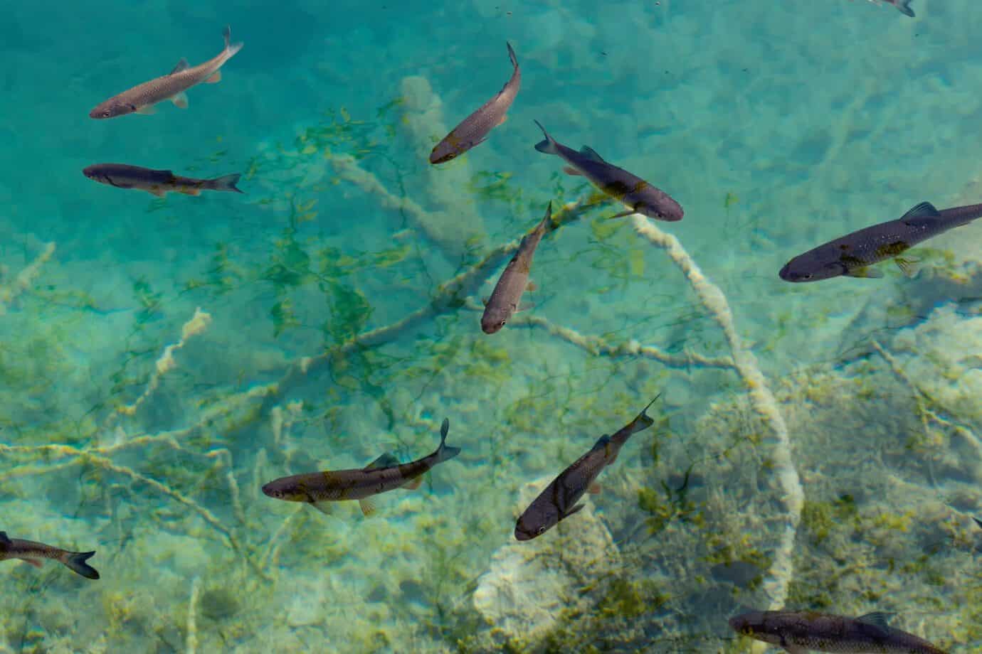 Dead Fish Meaning and Symbolism (Loss & Failure?)
