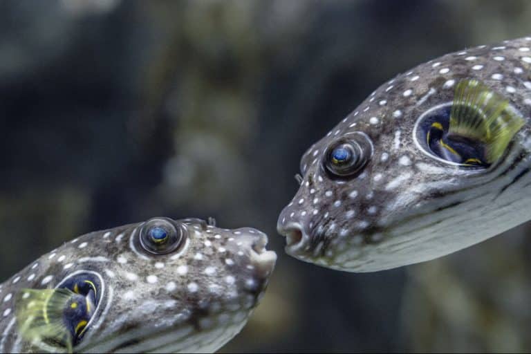 Dead Fish Meaning and Symbolism (Loss & Failure?)