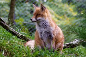 Fox Symbolism and Meanings - Dreams & Spirit Animal