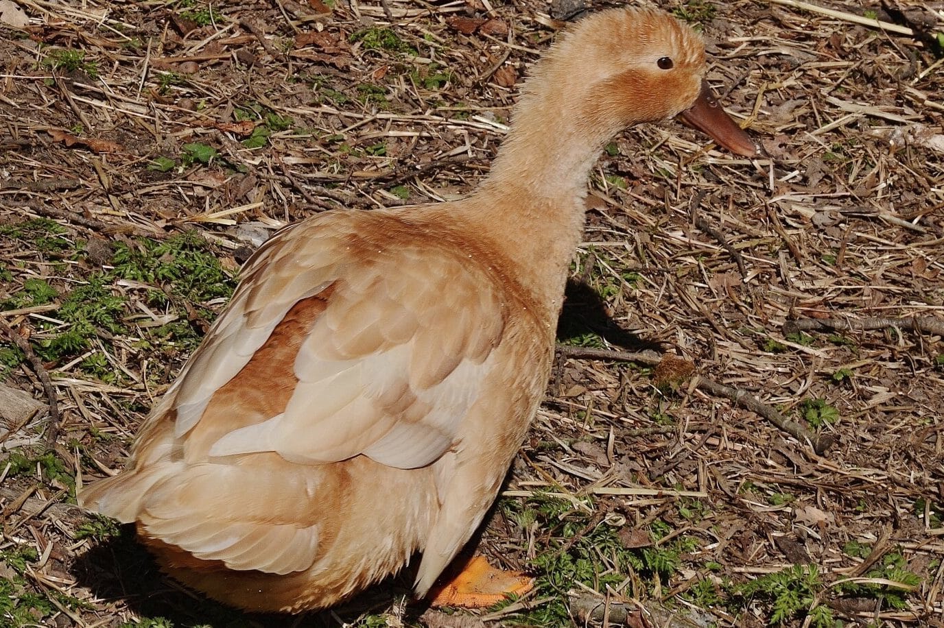 11 Animals that Symbolize Loyalty (A to Z List)