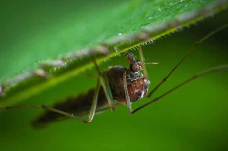 Gnat Symbolism and Spiritual Meaning (Change & Persistence)