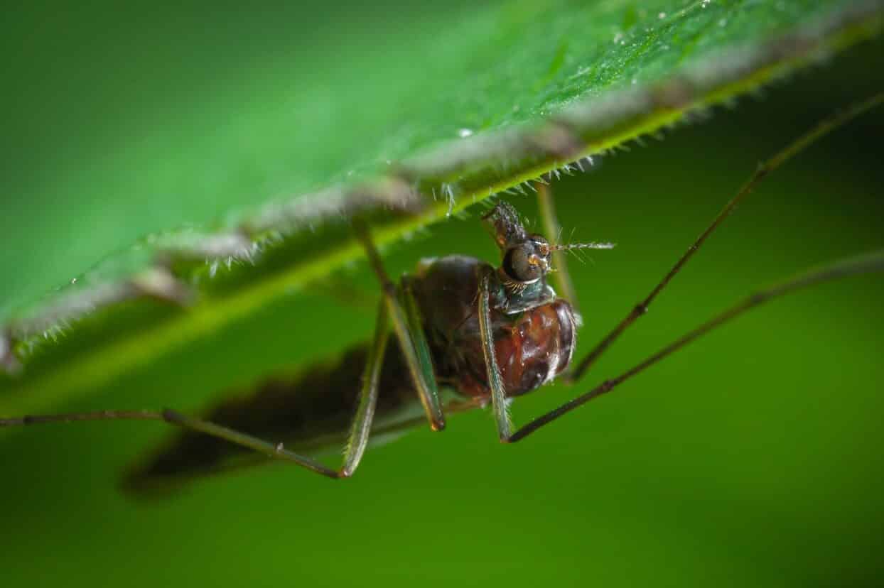 Gnat Symbolism and Spiritual Meaning (Change & Persistence)