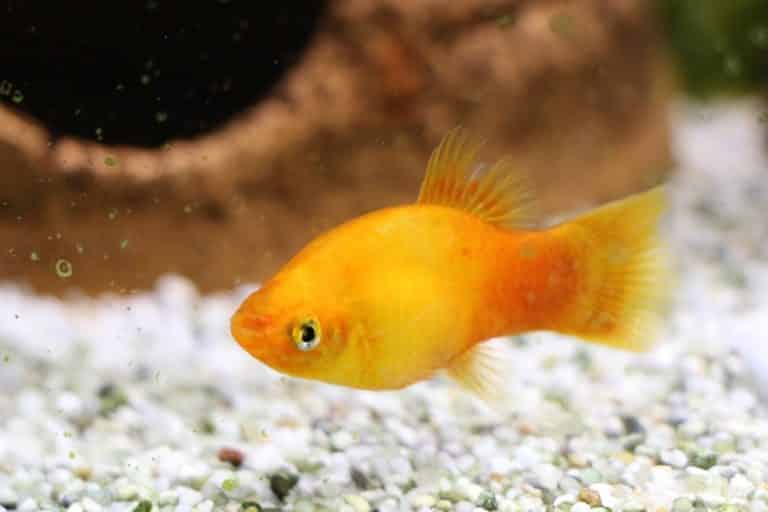 Goldfish Symbolism (11 Meanings) - Spirit Animals & Dreams