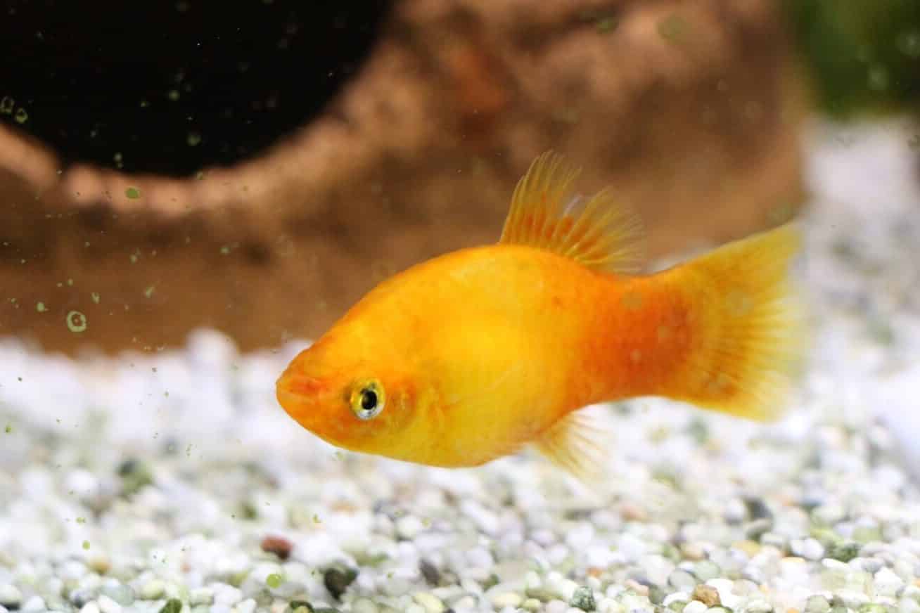 Goldfish Symbolism (11 Meanings) - Spirit Animals & Dreams