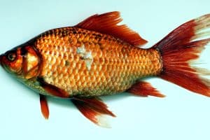 Goldfish Symbolism (11 Meanings) - Spirit Animals & Dreams