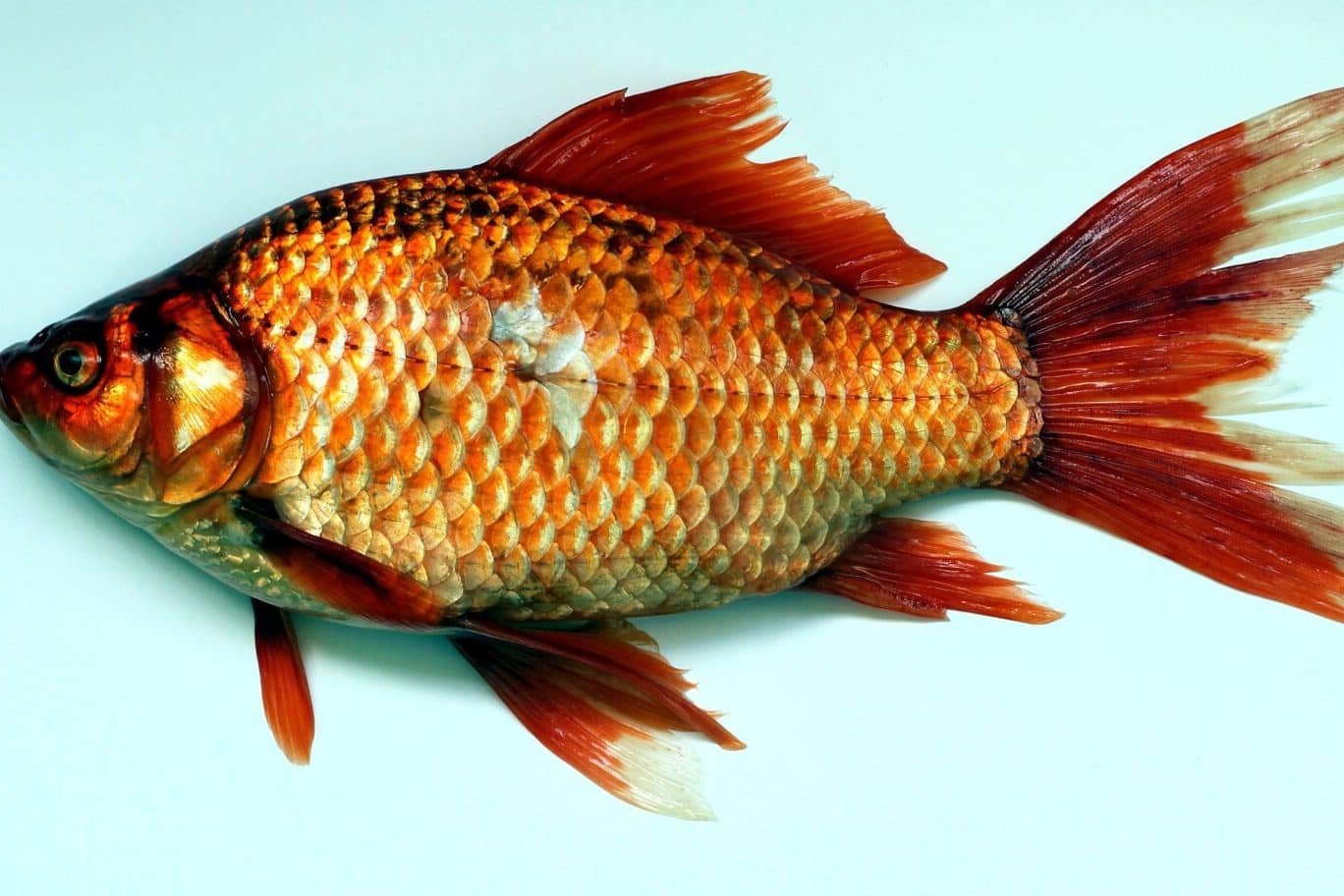 Goldfish Symbolism (11 Meanings) - Spirit Animals & Dreams