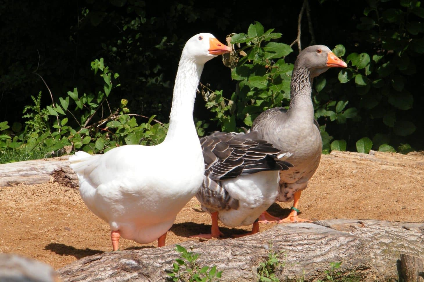 Goose Symbolism & Meaning (Teamwork and Family)