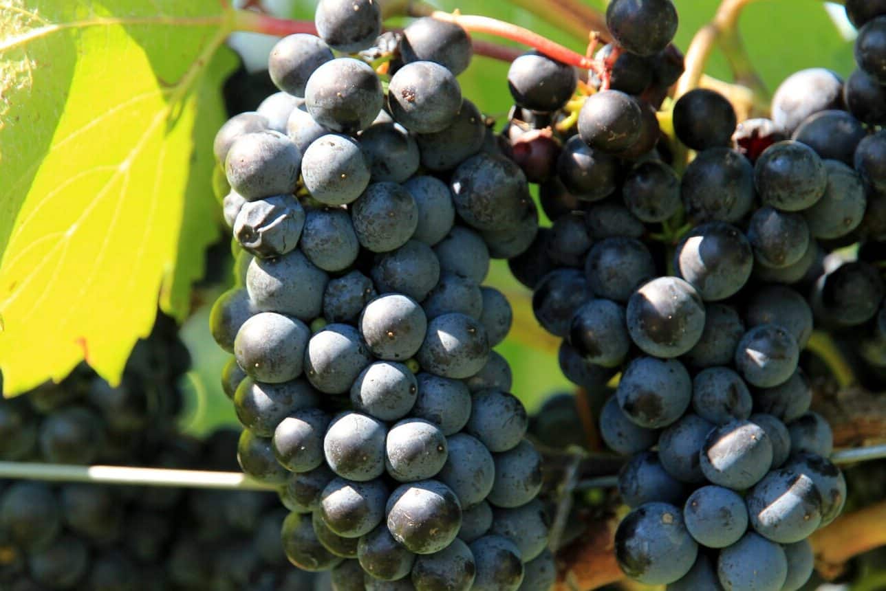 Symbolism of Grapes (11 Examples) - April 2023