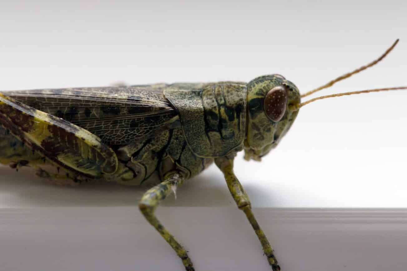 Grasshopper Symbolism (7 Meanings) - Dreams & Spirit Animals