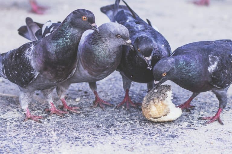 Dead Dove Spiritual Meaning and Symbolism (11 Omens)