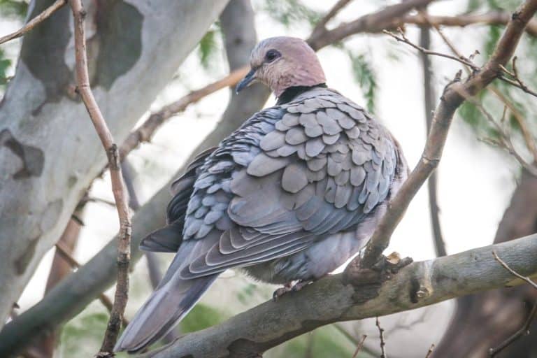 Dead Dove Spiritual Meaning and Symbolism (11 Omens)