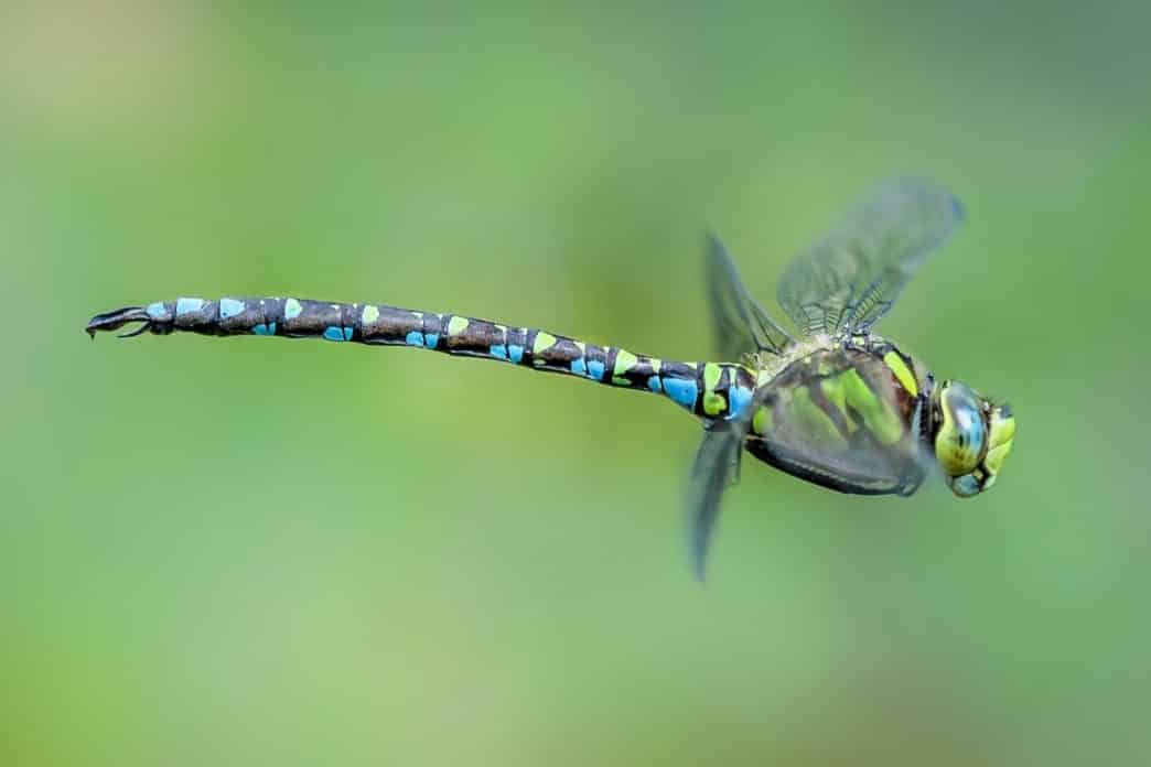 Green Dragonfly Meaning & Symbolism (Renewal & Growth)