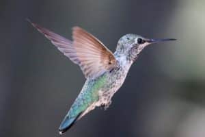 Dead Hummingbird Symbolism (5 Meanings) - Dreams & Sightings